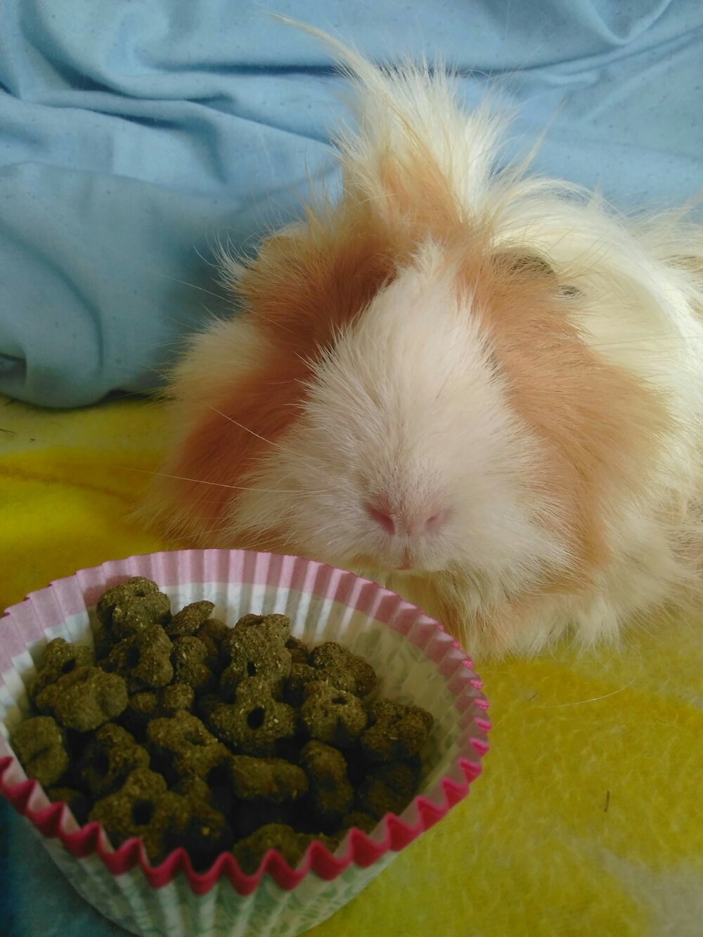 Squidgypigs – Guineapig Product Reviews – Supreme Science Selective ...