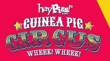 Squidgypigs – roll up roll up have you heard about the Haypigs Guinea ...