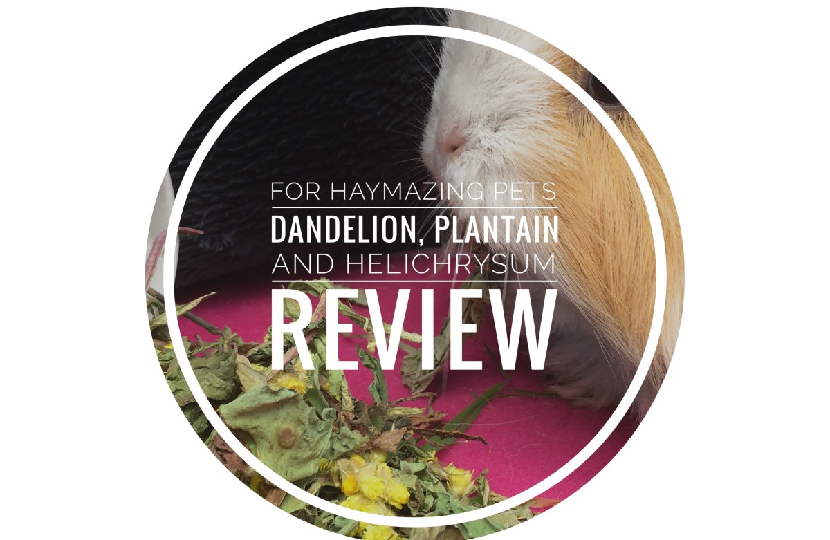 For Haymazing Pets dandelion plantain and helichrysum Review – Squidgypigs