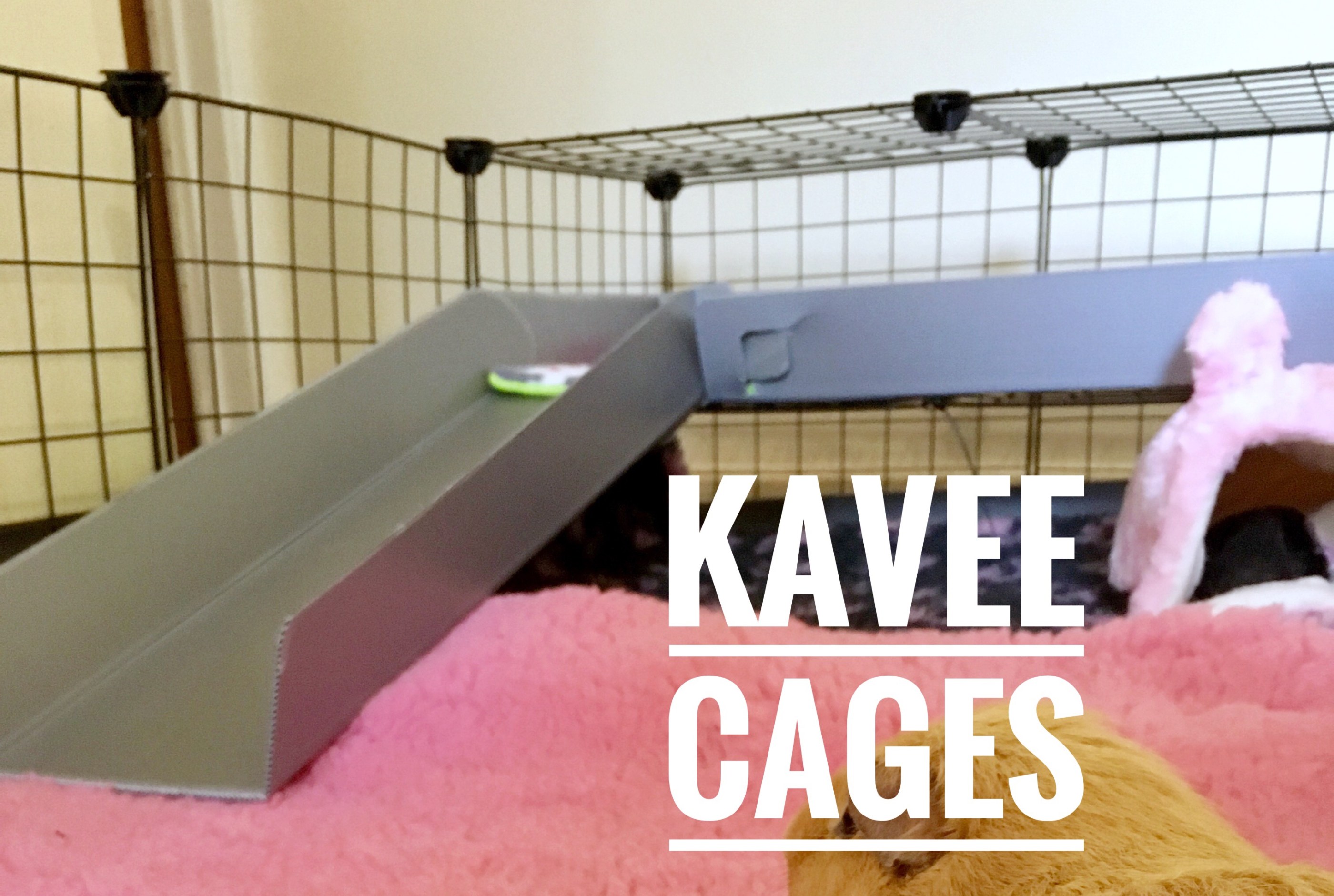 Kavee Cage Prestige Loft Review – Squidgypigs