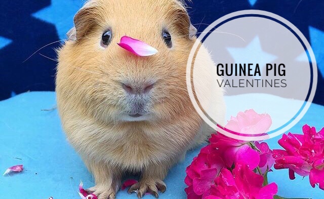 Guinea Pig Valentines Day Cards and Gifts – Squidgypigs