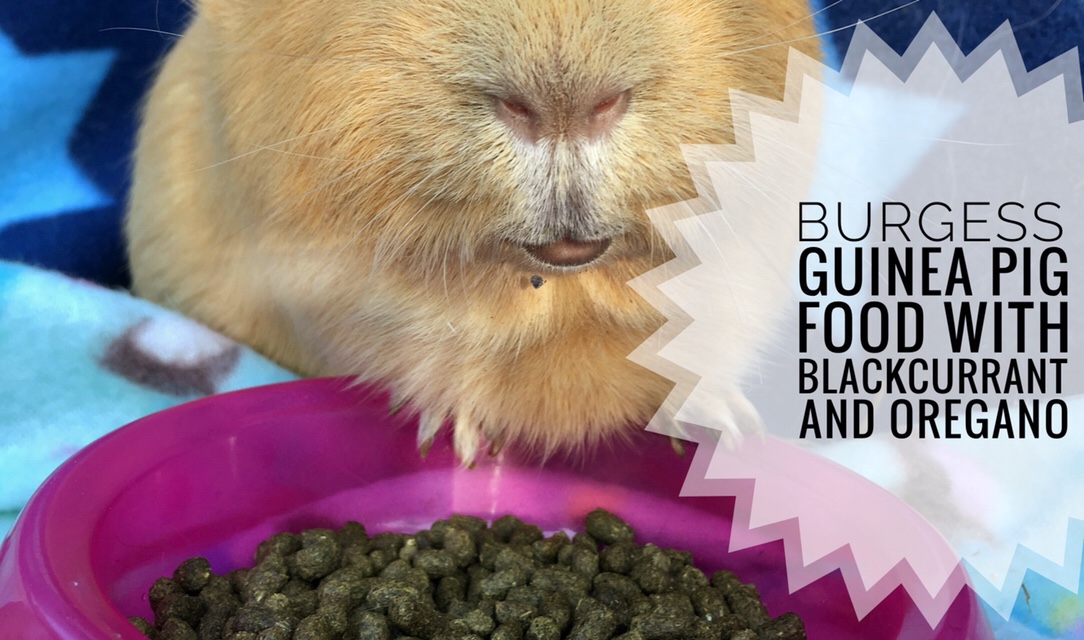Burgess Excel Guinea Pig Nuggets with Blackcurrant and Oregano Review ...