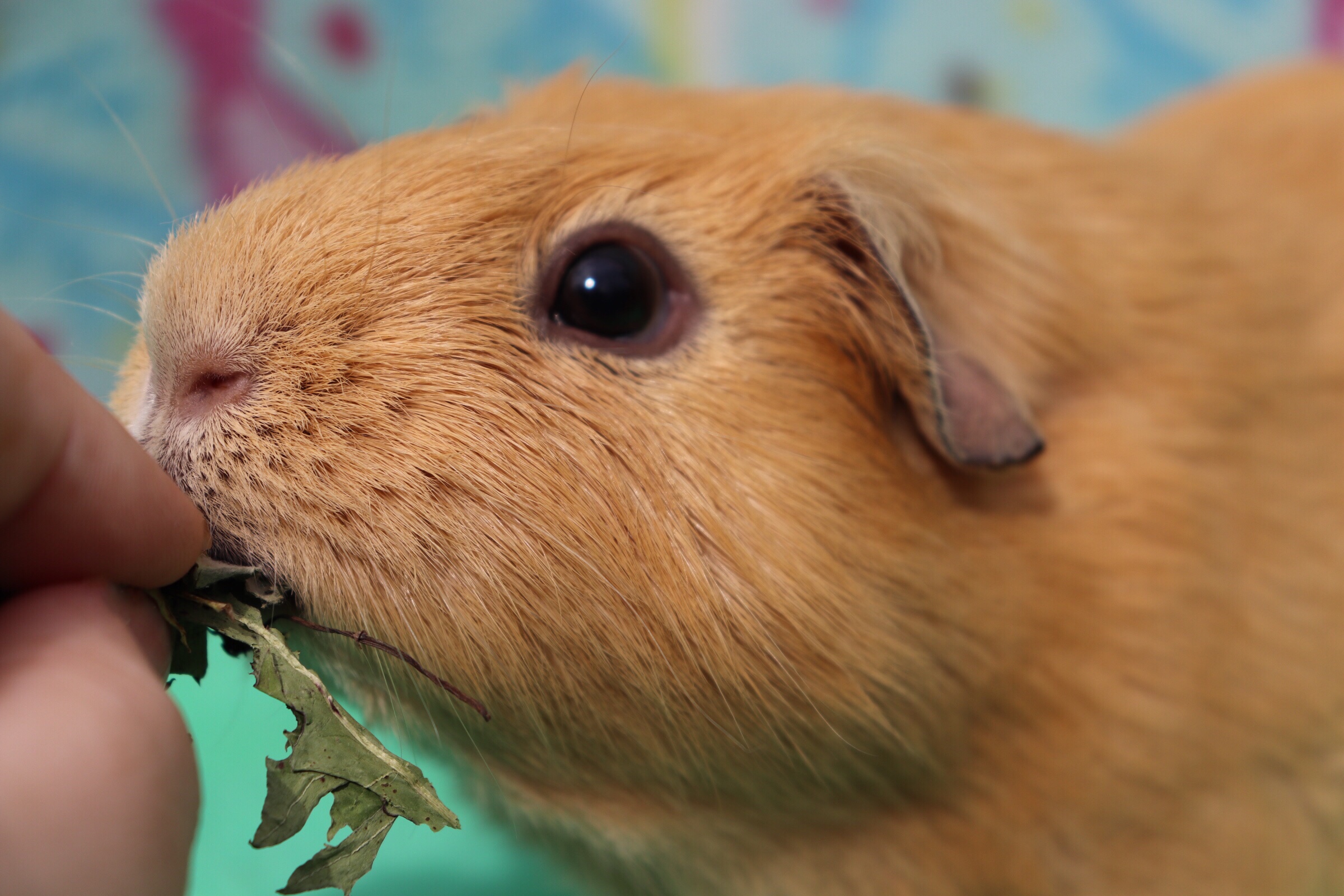 Nature’s Own Natural Nibbles Review ( and how to get them for free ...