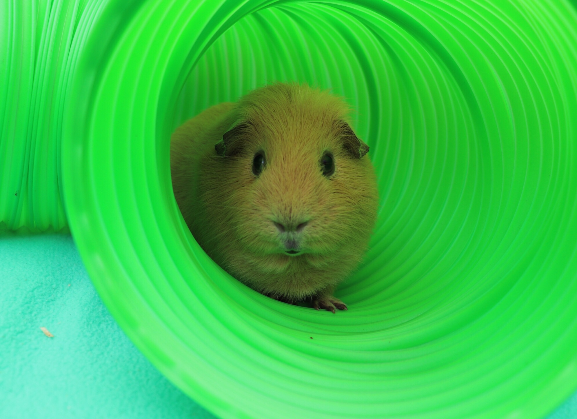 Snugglesafe Bunny Warren Tunnel Review – Squidgypigs