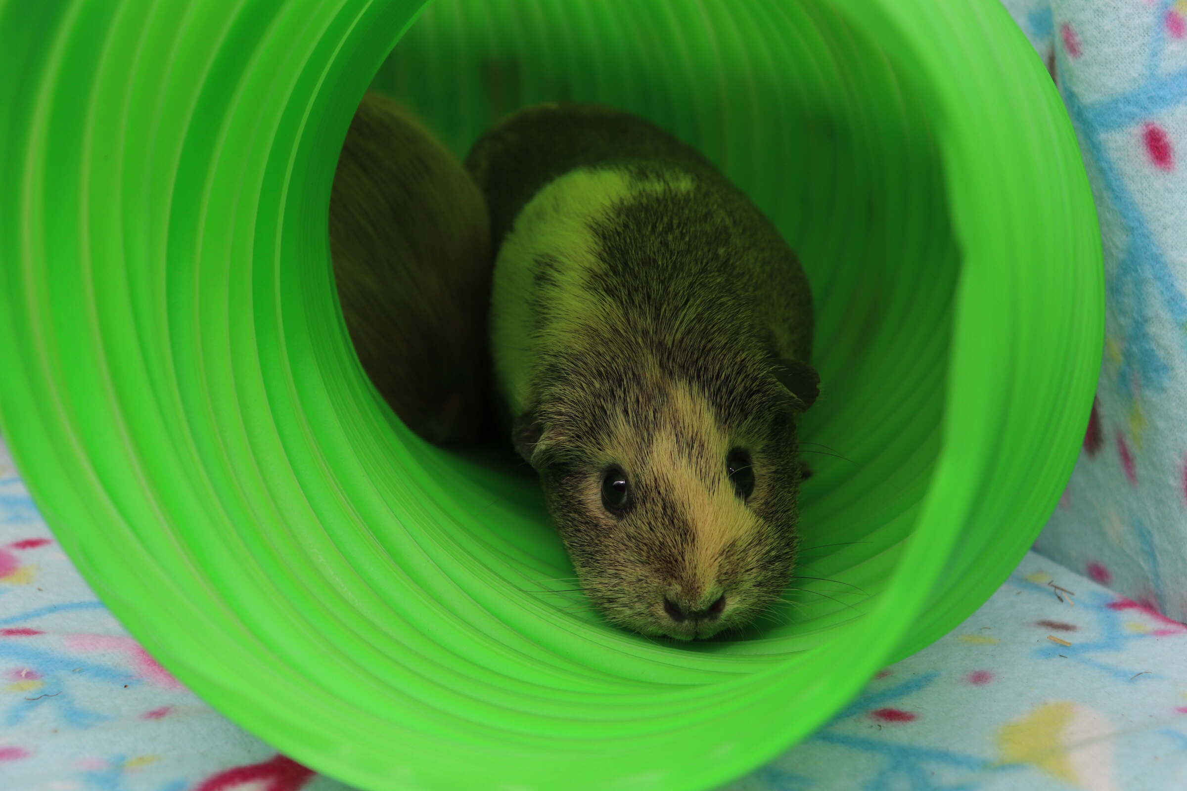 Snugglesafe Bunny Warren Tunnel Review – Squidgypigs