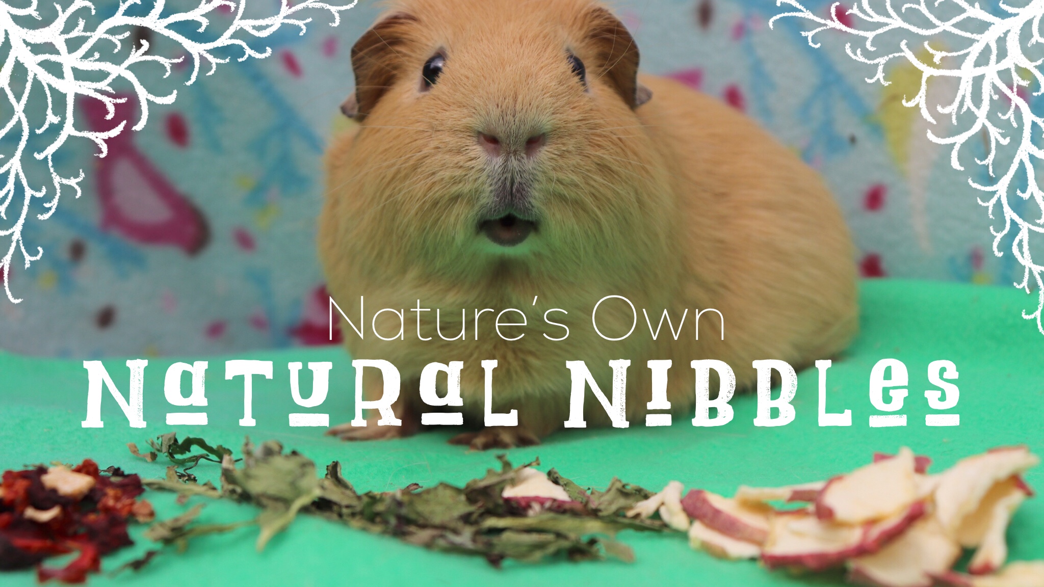 Nature’s Own Natural Nibbles Review ( and how to get them for free ...
